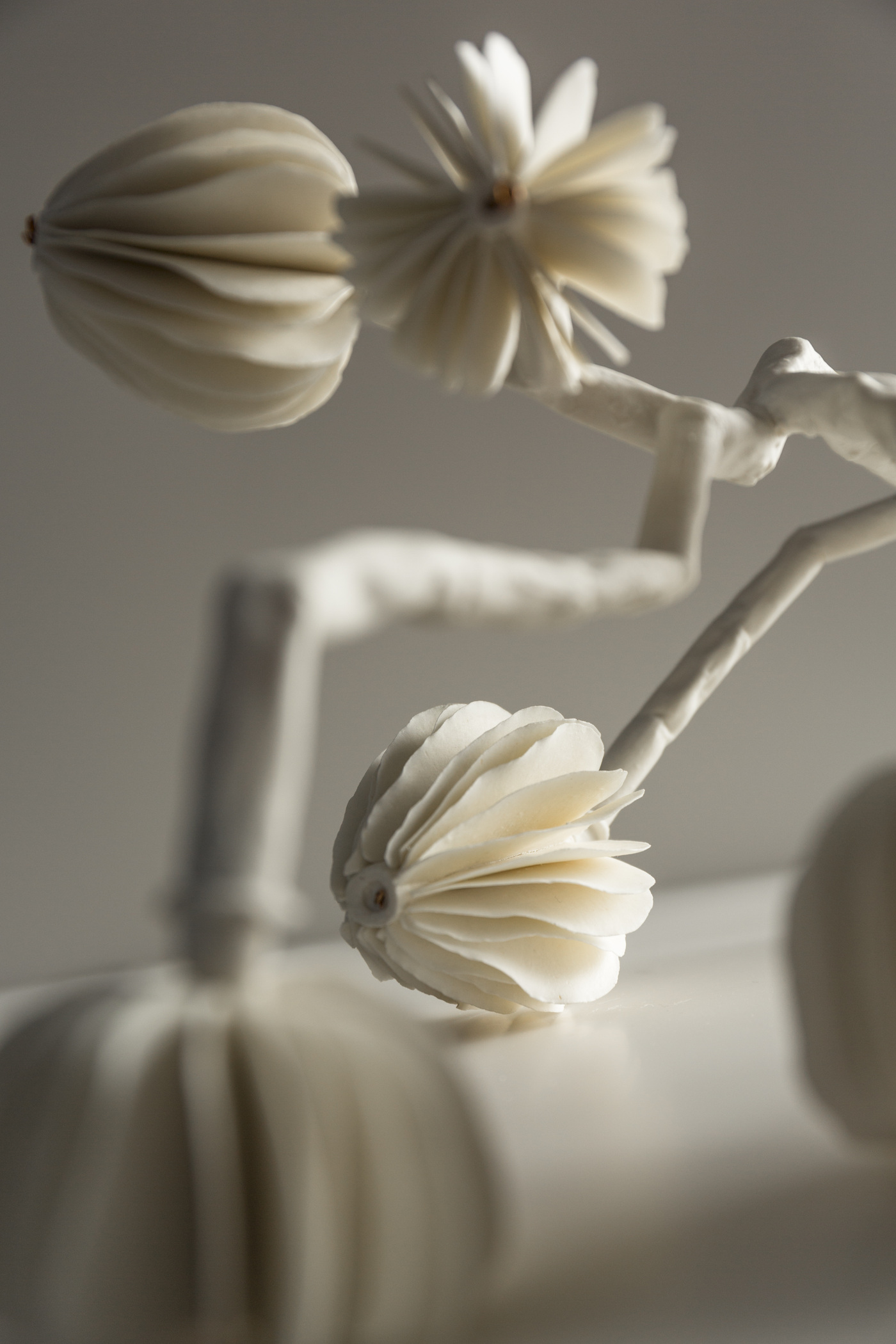 Seed Pods