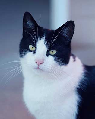 Sarah Eyton london dog photographer