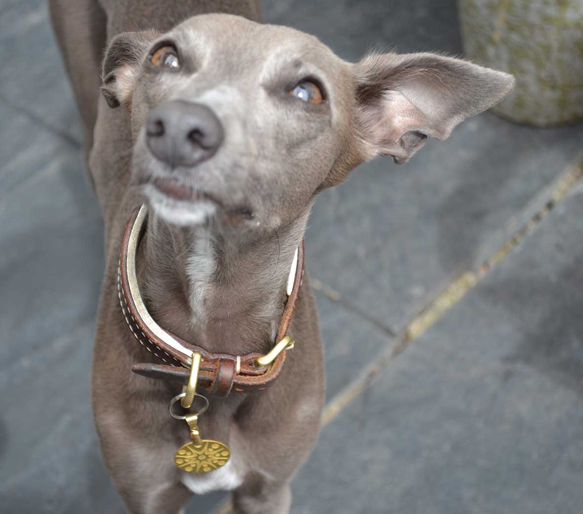 Sarah Eyton london dog photographer