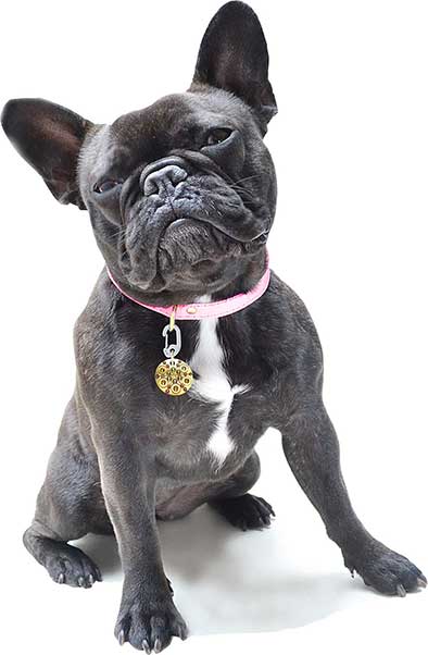 Sarah Eyton london dog photographer