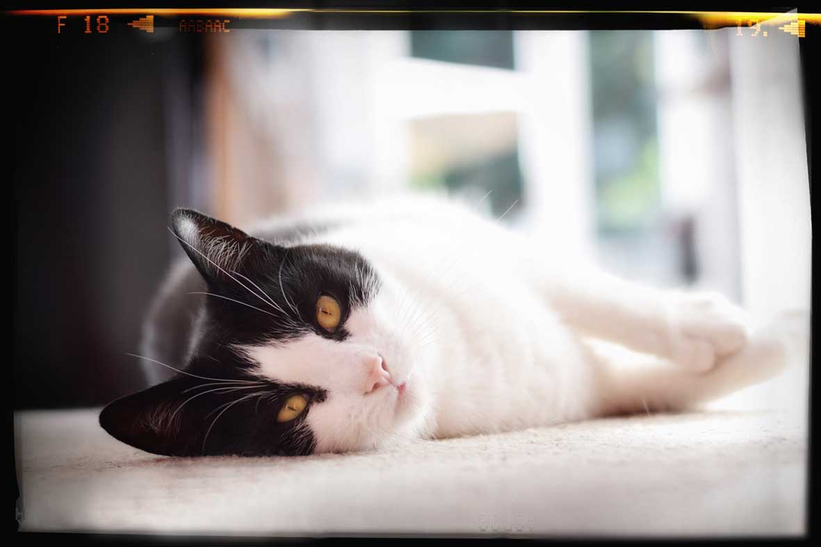 Sarah Eyton london dog photographer