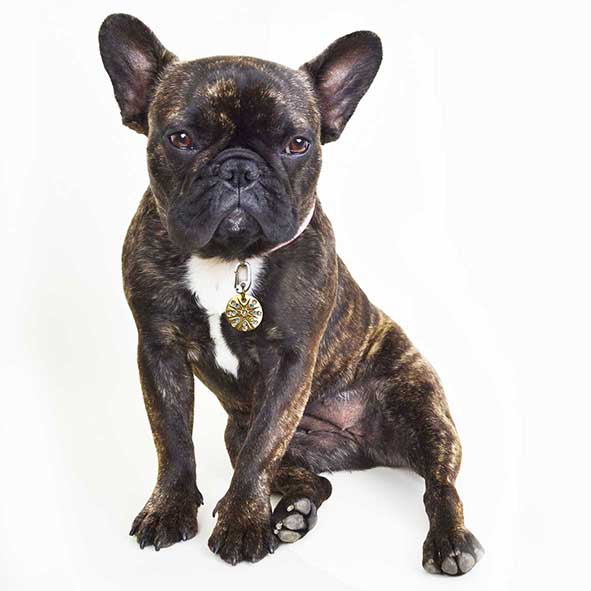 Sarah Eyton london dog photographer