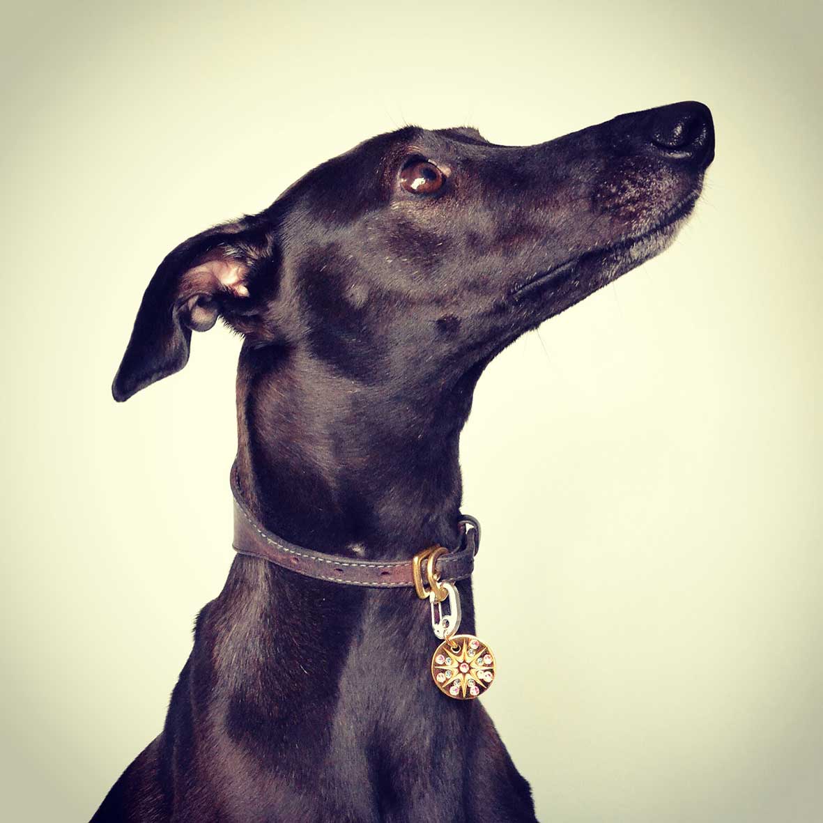 Sarah Eyton london dog photographer