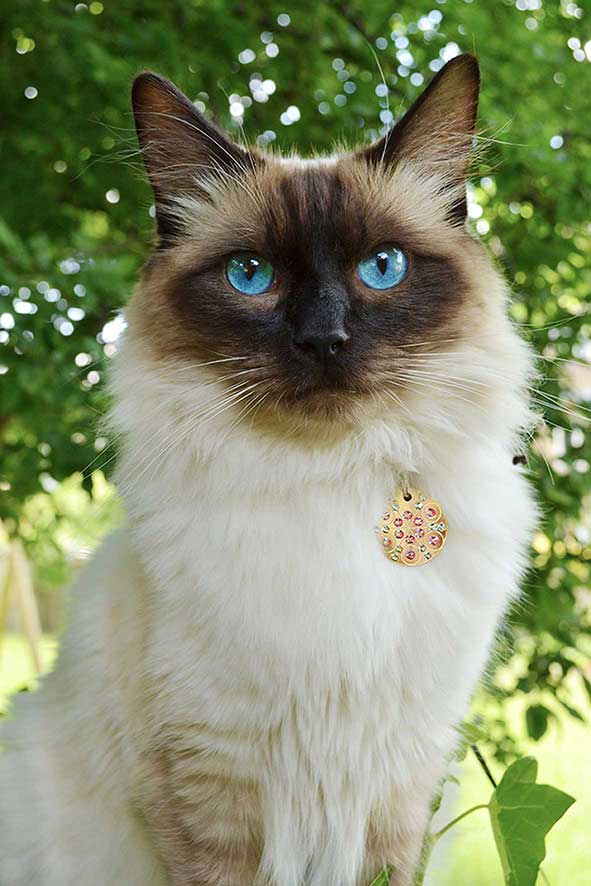 Sarah Eyton london dog photographer