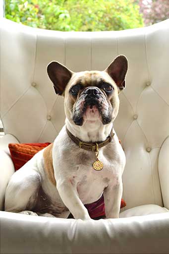 Sarah Eyton london dog photographer