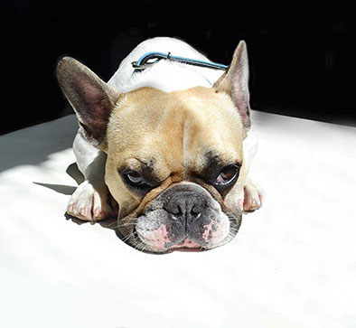 Sarah Eyton london dog photographer