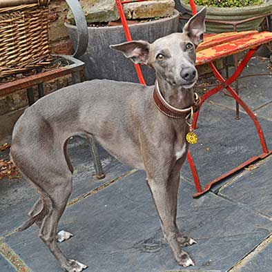 Sarah Eyton london dog photographer