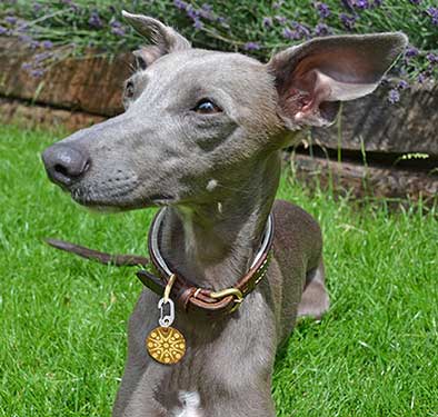 Sarah Eyton london dog photographer