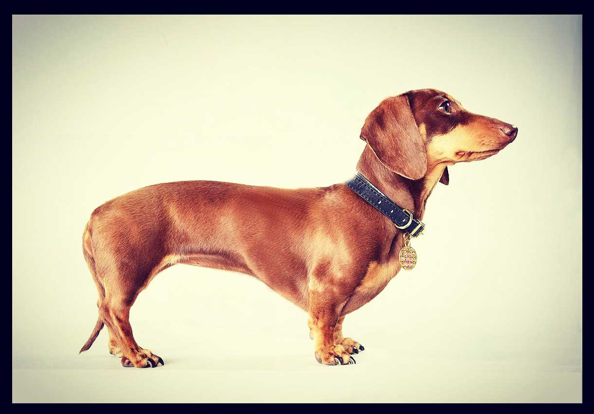 Sarah Eyton london dog photographer