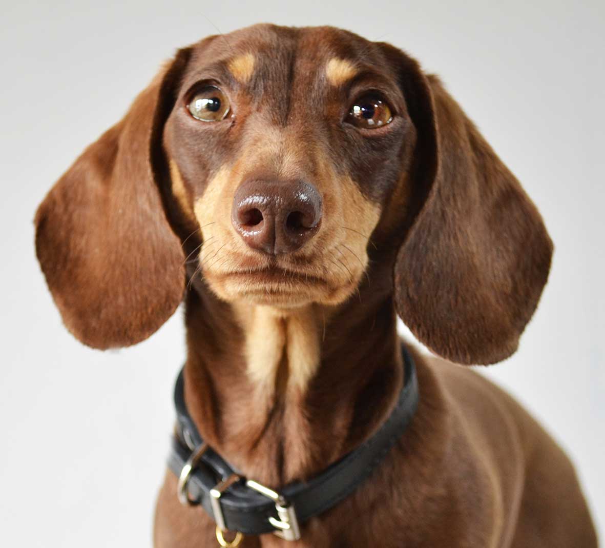 Sarah Eyton london dog photographer