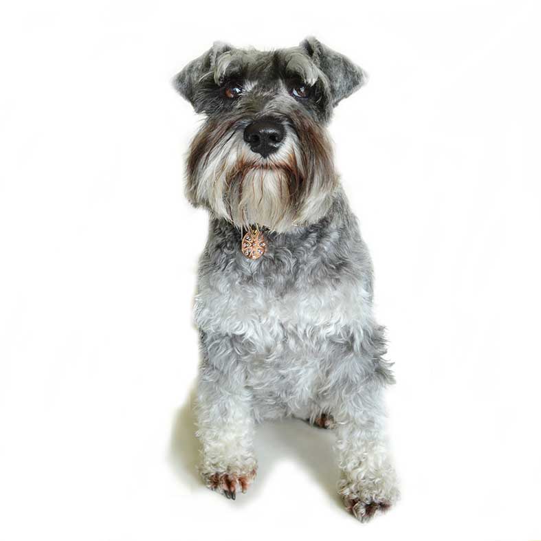 Sarah Eyton london dog photographer