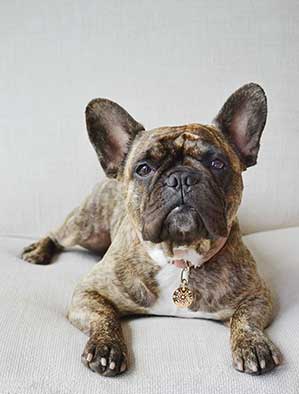 Sarah Eyton london dog photographer