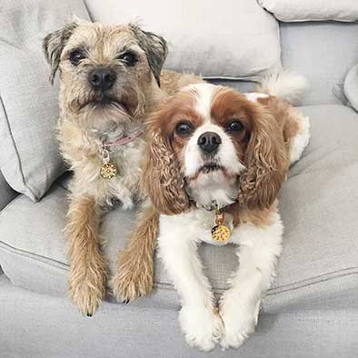 Sarah Eyton london dog photographer