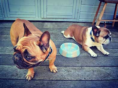 Sarah Eyton london dog photographer