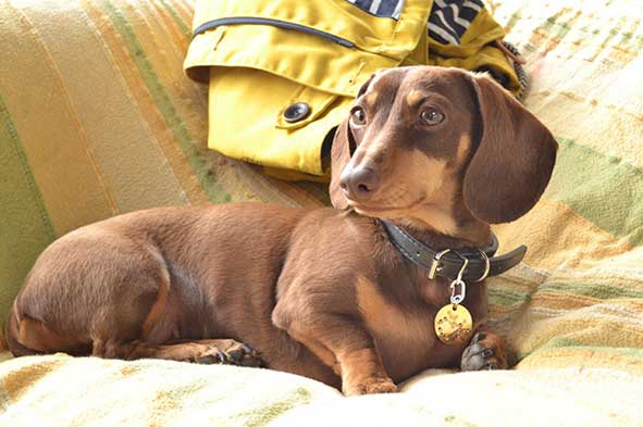 Sarah Eyton london dog photographer