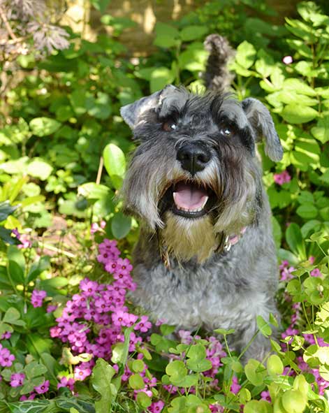 Sarah Eyton london dog photographer