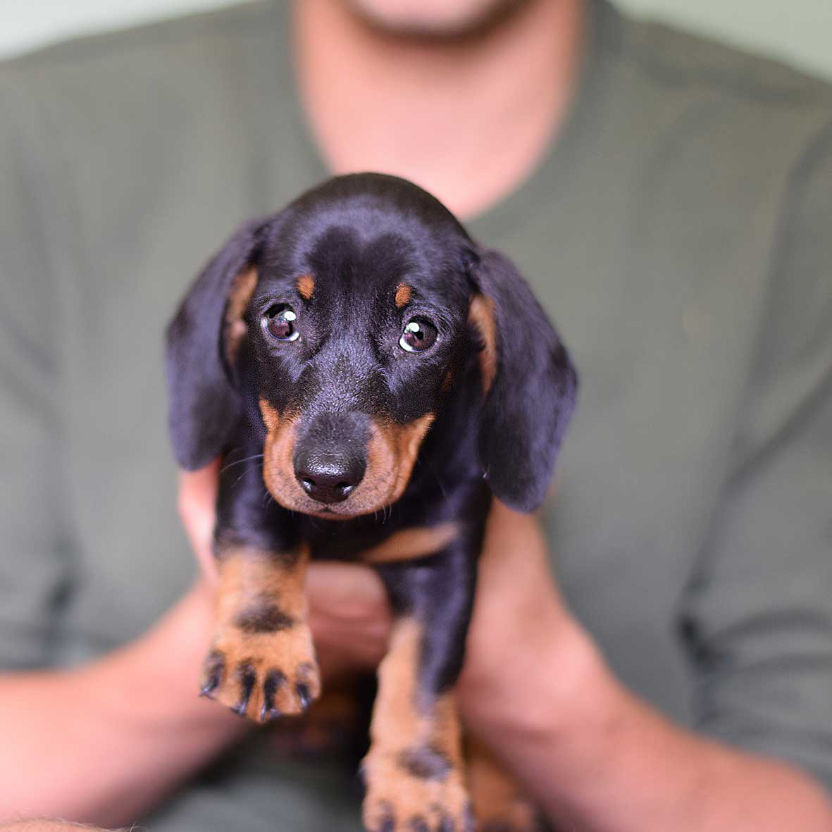 Sarah Eyton london dog photographer