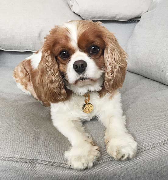 Sarah Eyton london dog photographer