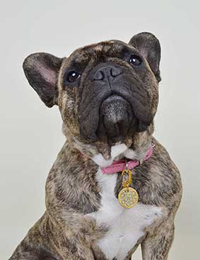Sarah Eyton london dog photographer