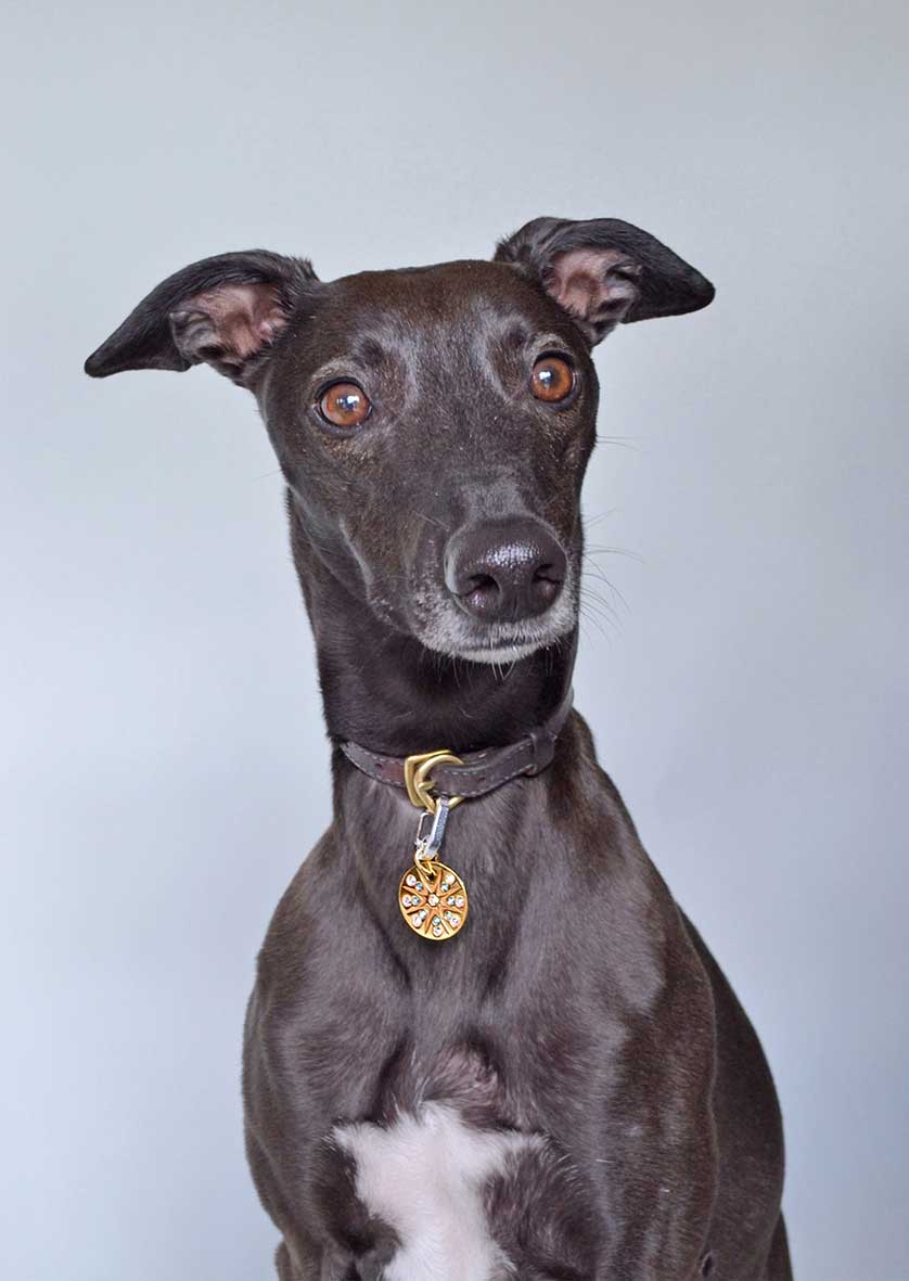 Sarah Eyton london dog photographer