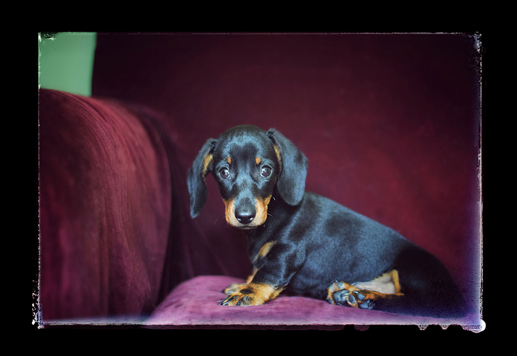 Sarah Eyton london dog photographer