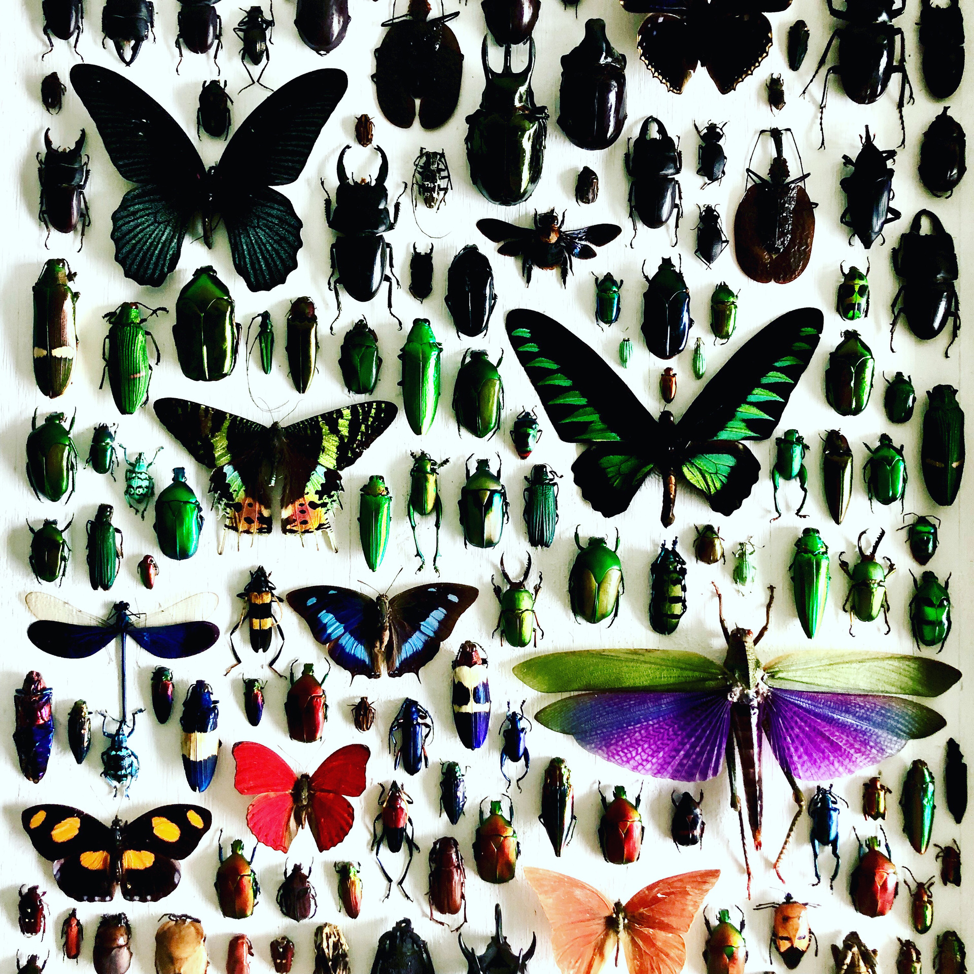 Tess Chodan - Entomological Artworks