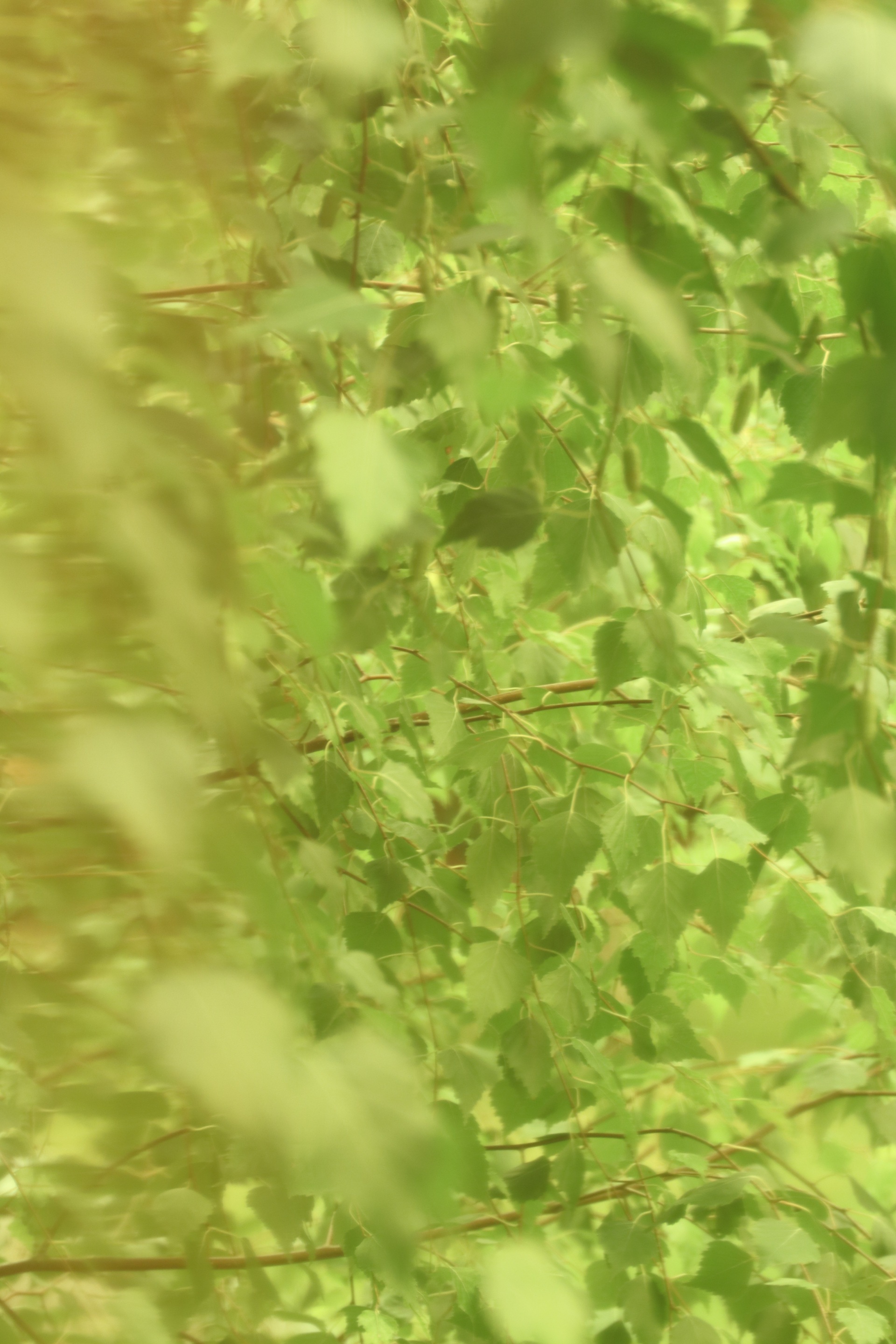 Insect Mimicry: a call for interspecies empathy'