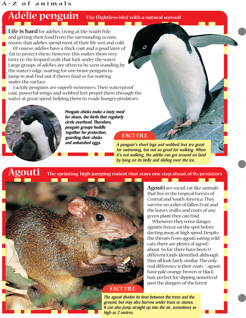 Animals Animals Animals