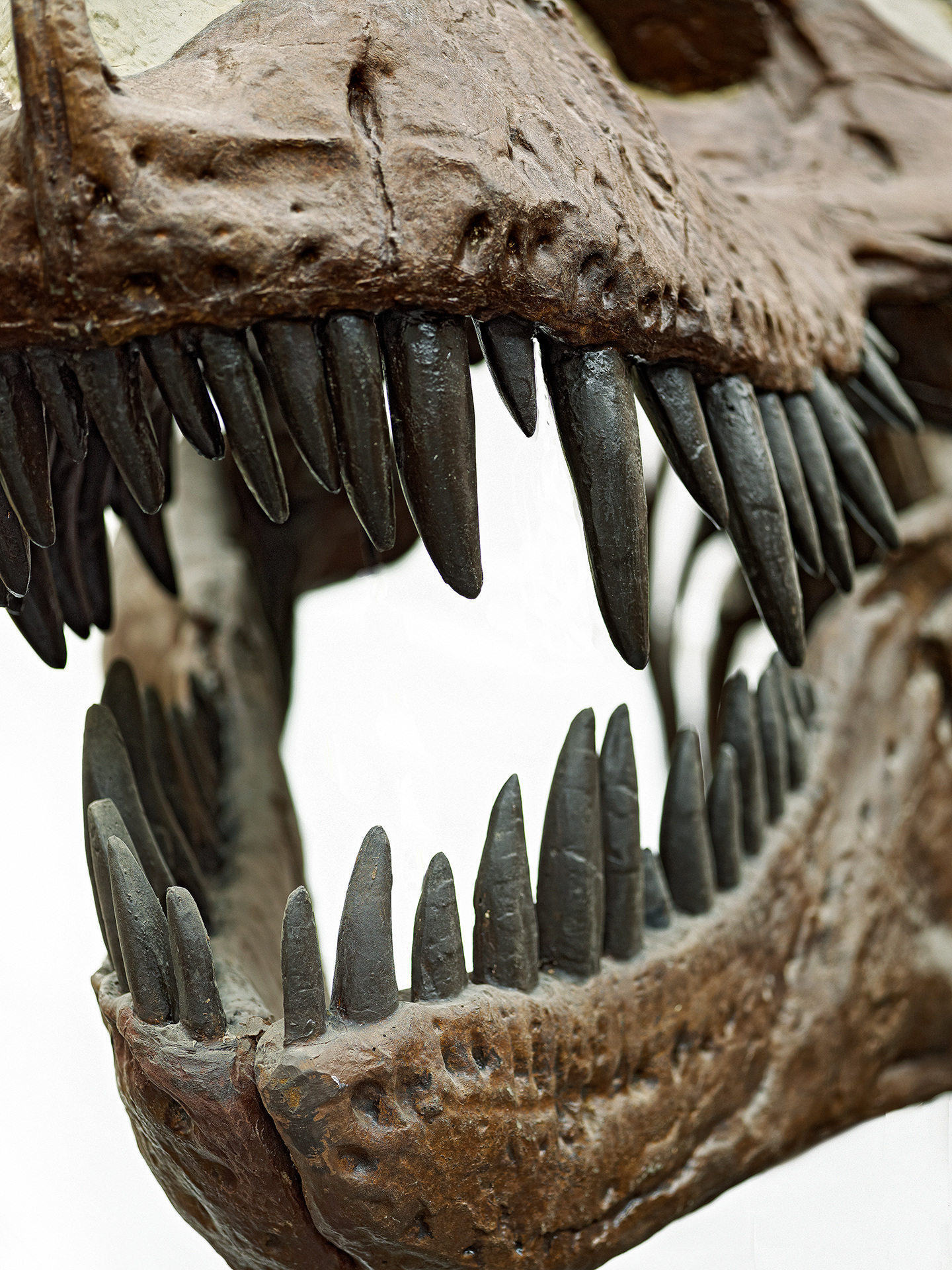 google-site-verification