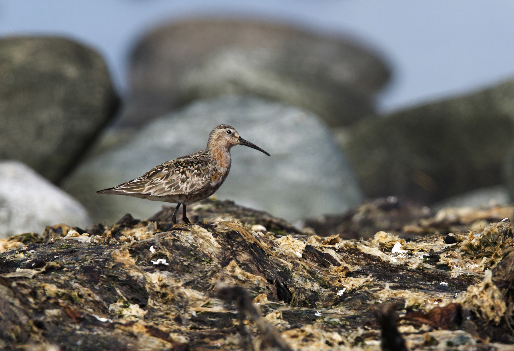 Birds around the North Sea - Birds around the North Sea