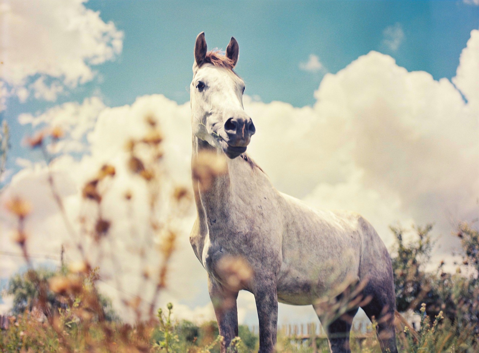 colour of his skin was excluded from being able to ride the animals he ...