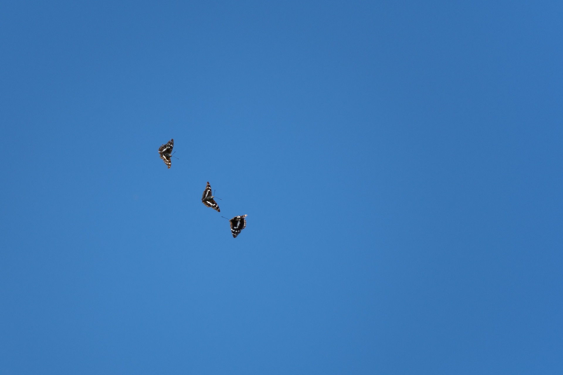 Dan Ransley Photography