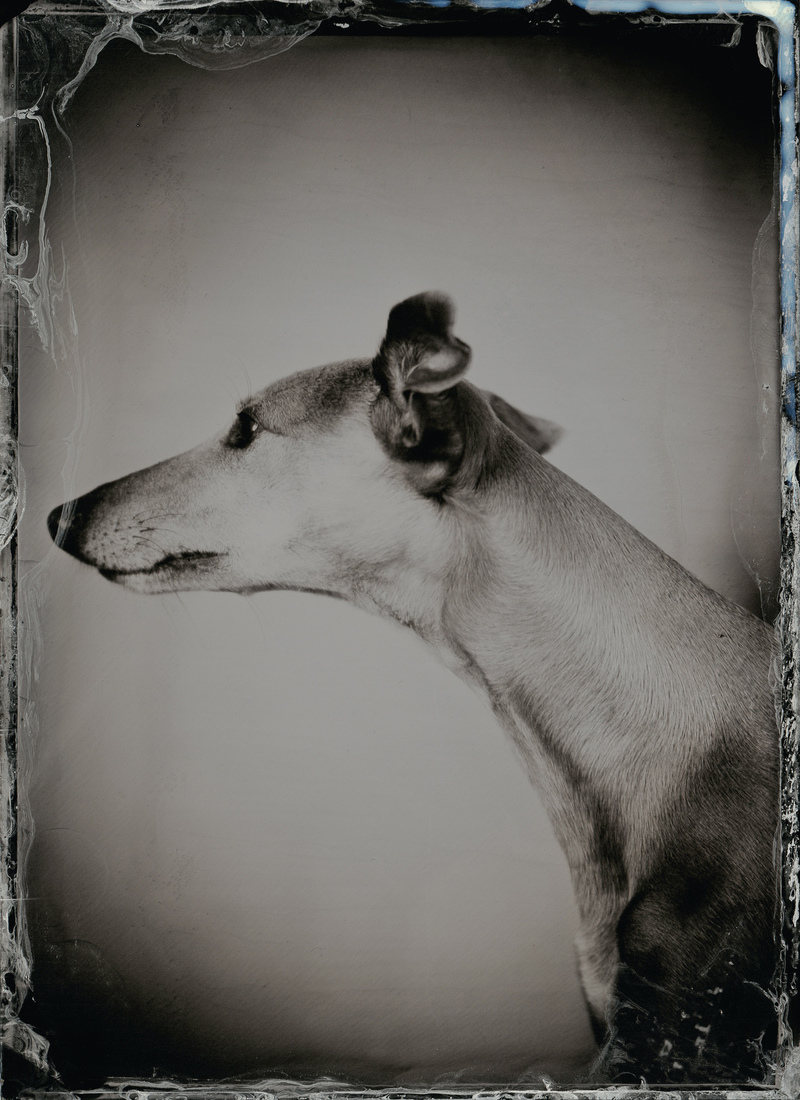 Wet Plate Collodion