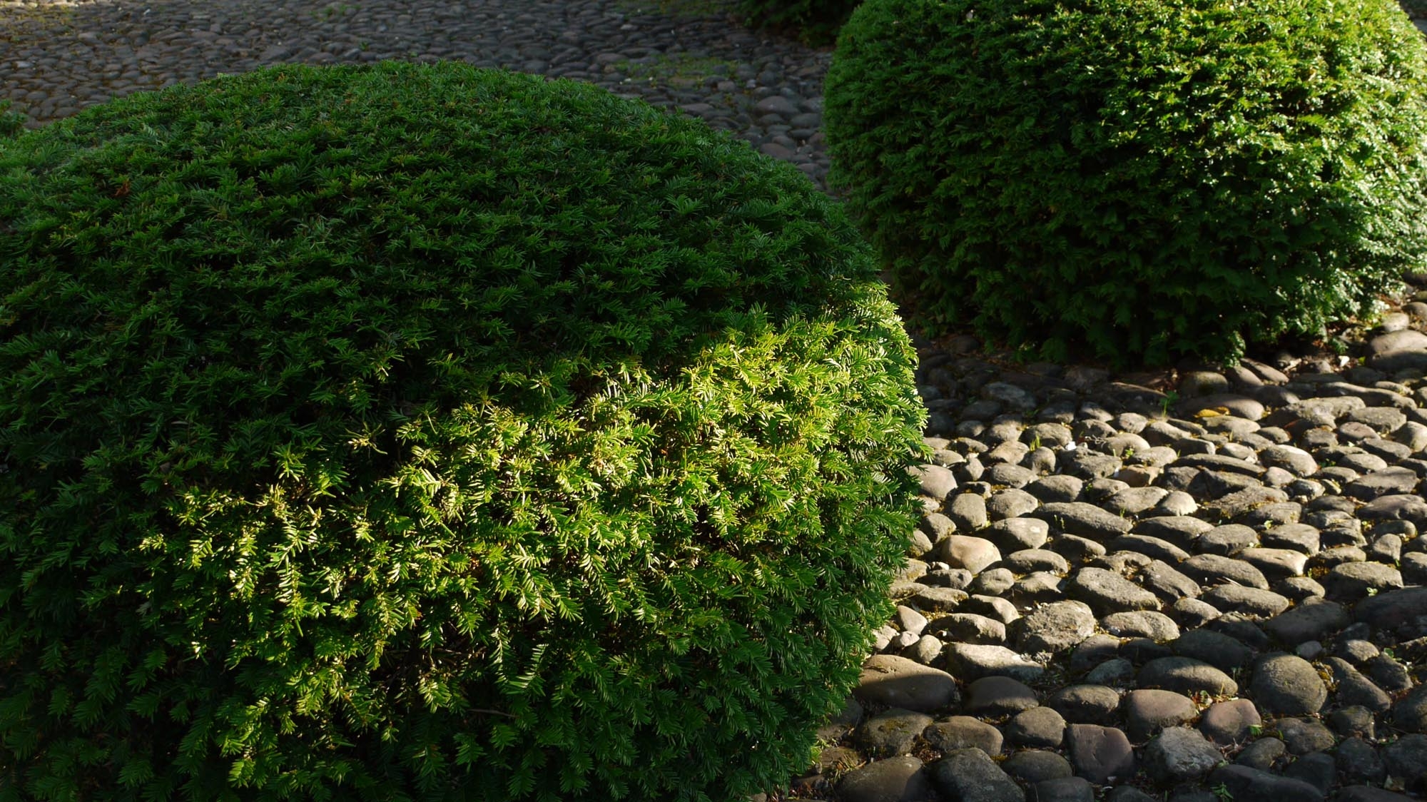 thorp arch garden - plants by design