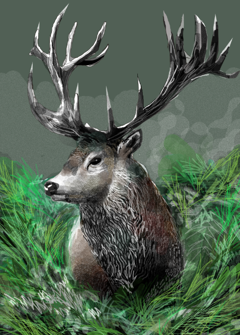 ANIMAL ILLUSTRATIONS