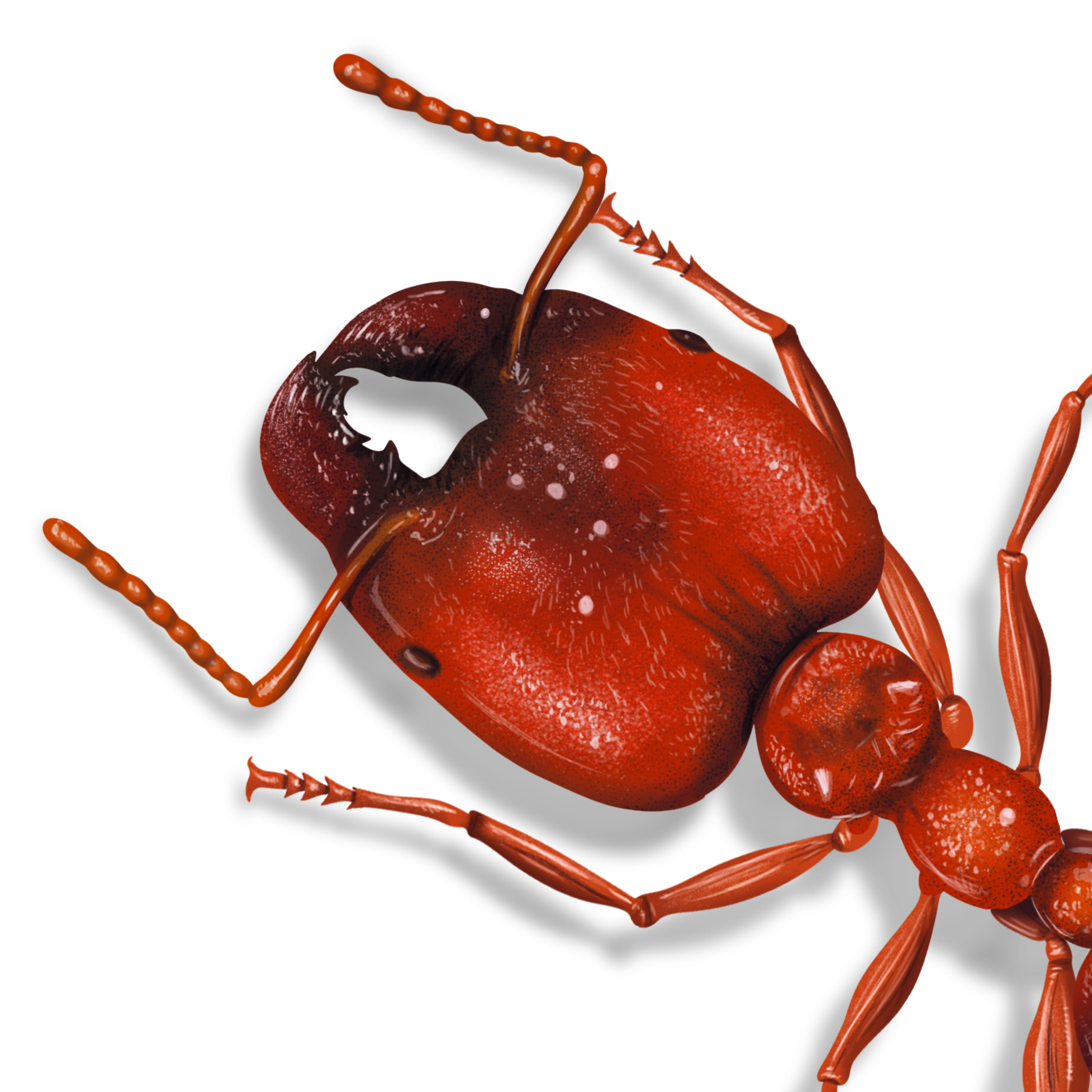 Scientific illustration