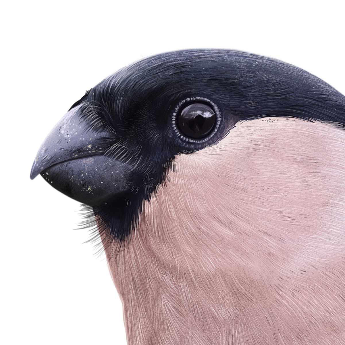 Scientific illustration