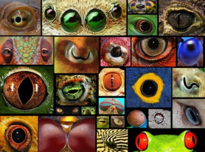 Different Types Of Animal Eyes