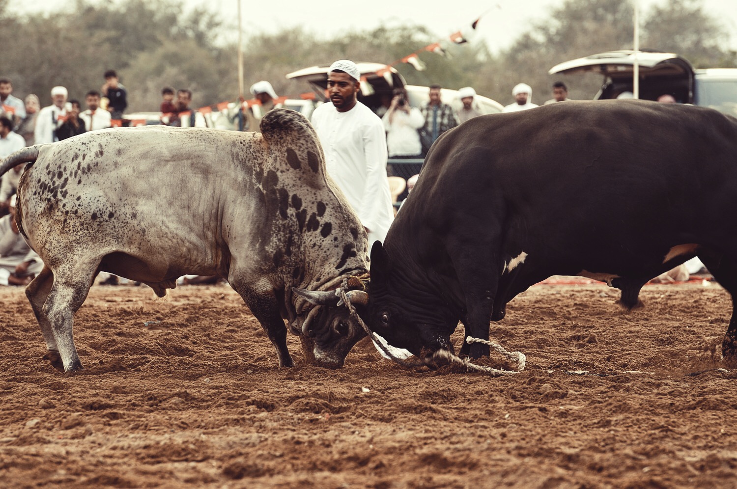 Bull butting