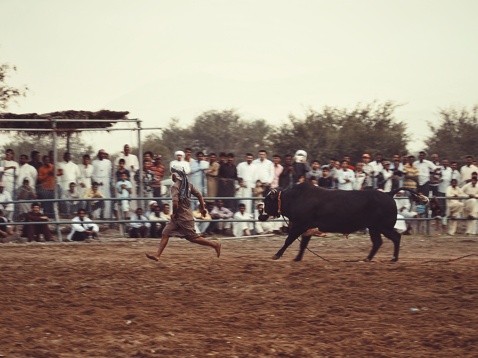 Bull butting