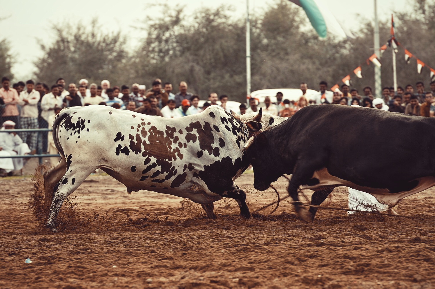 Bull butting