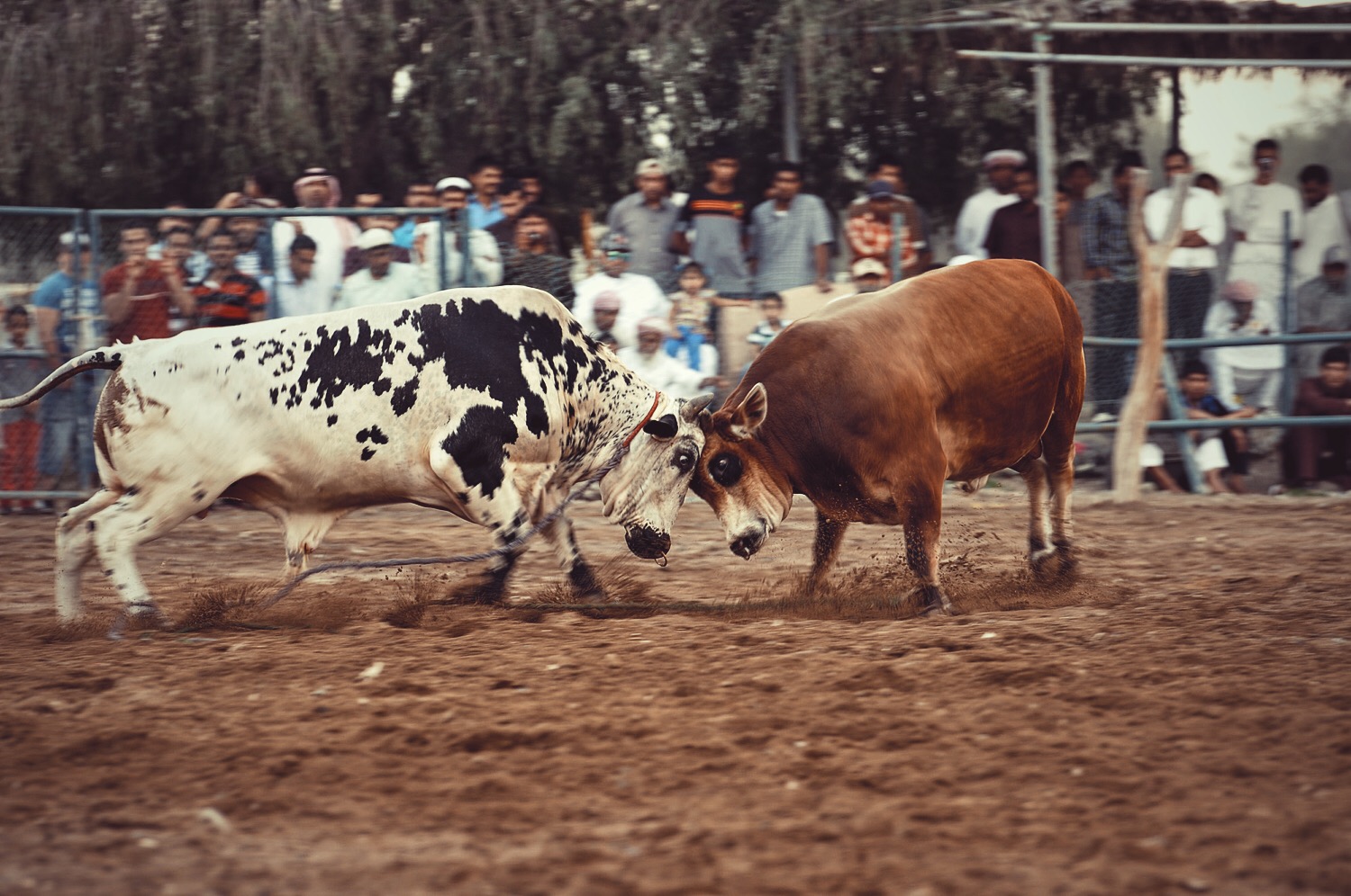 Bull butting