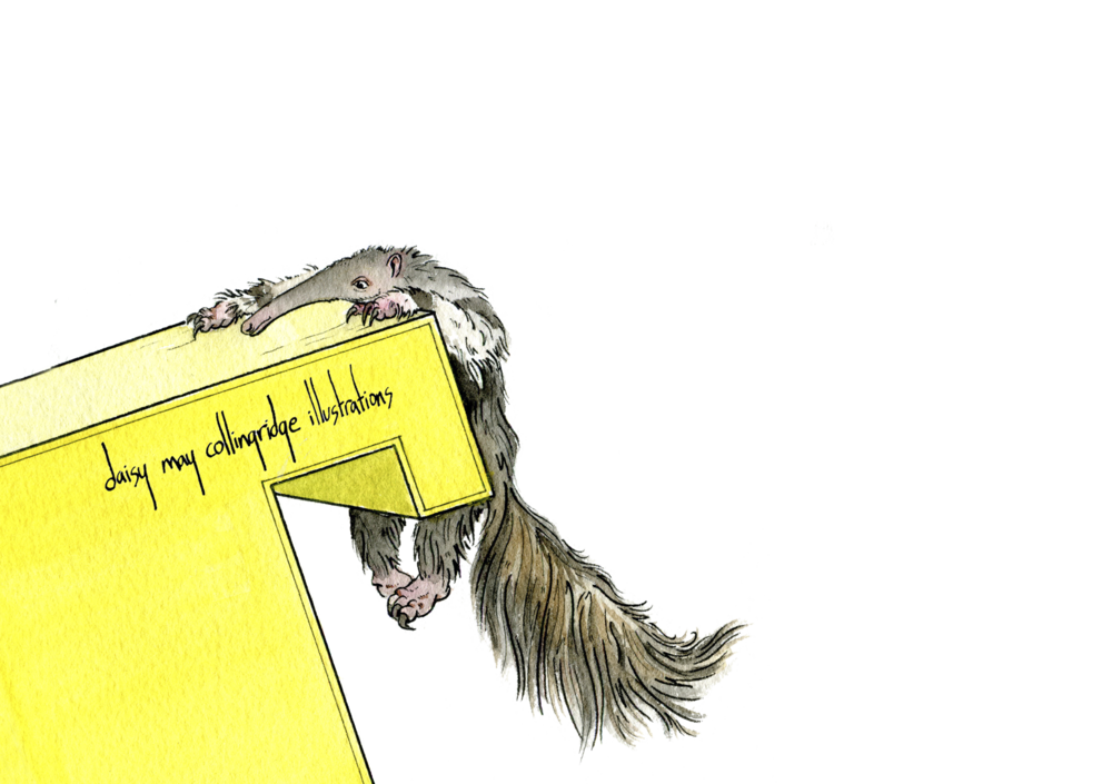 DMC Illustrations. Daisy May Collingridge, UK based Illustrator of animals