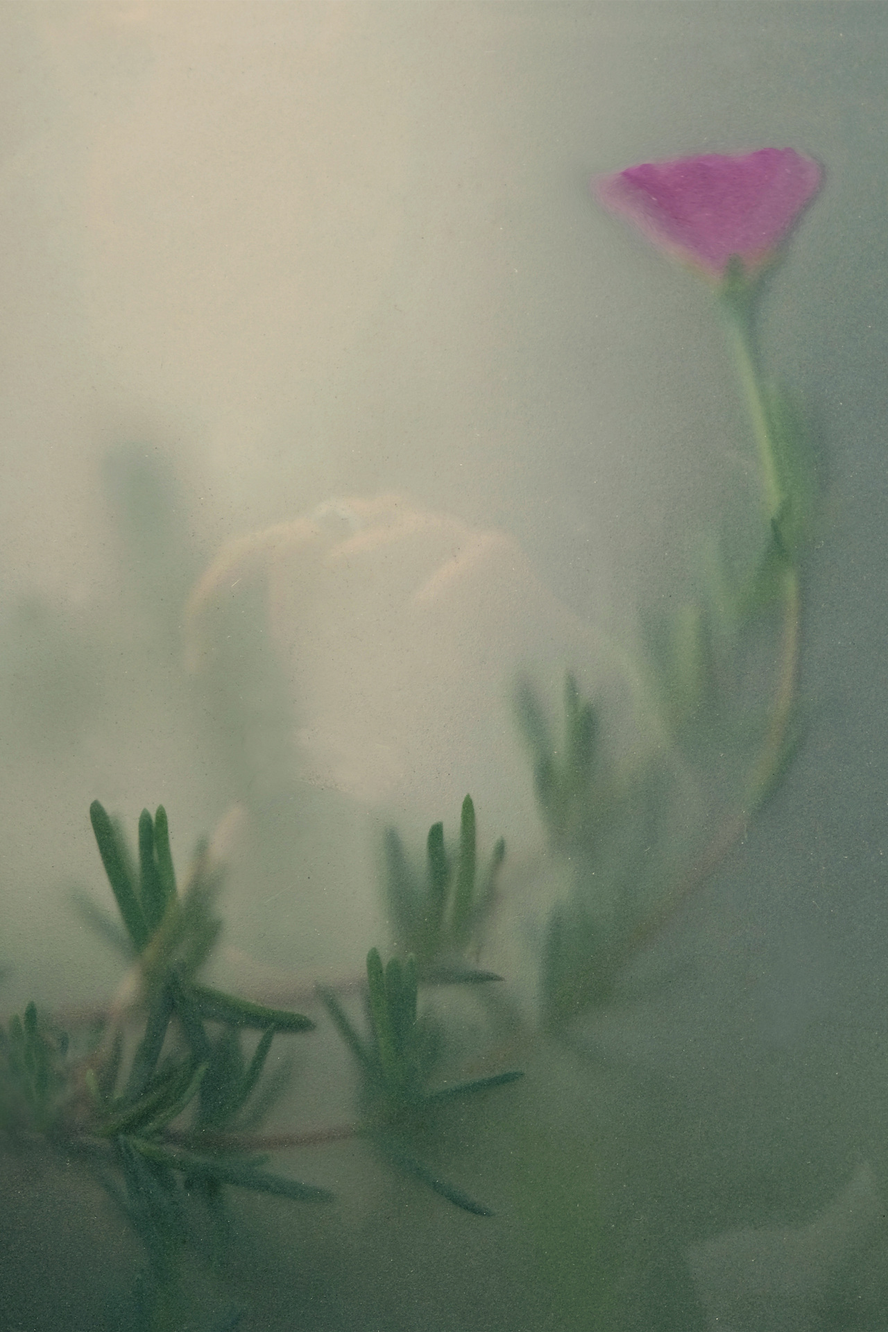 Flowers behind windows