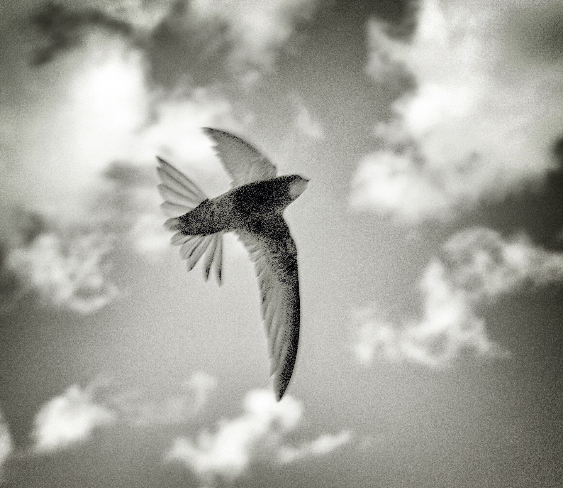 Fotograf Anders Steiner