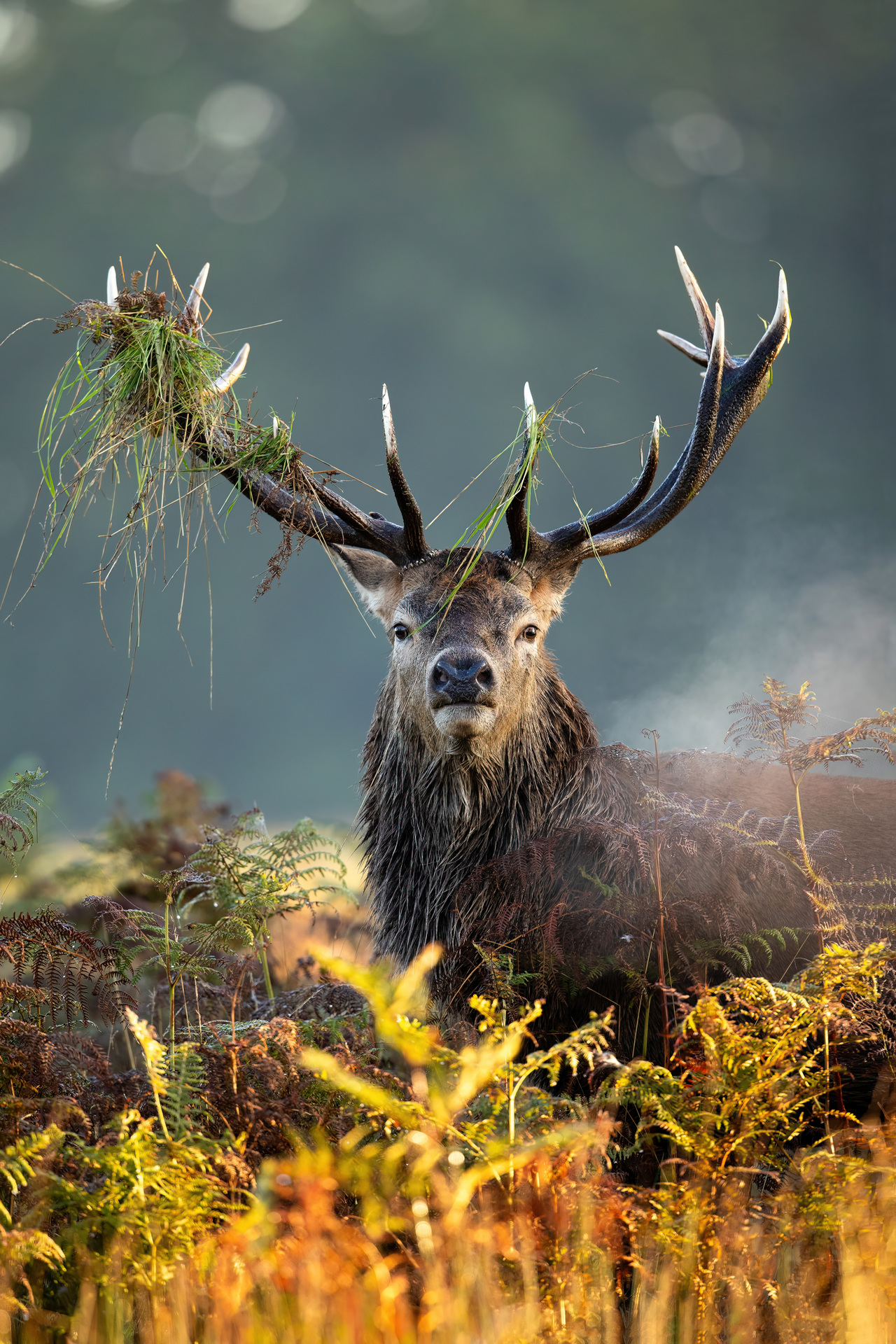 Award Winning Wildlife Photographer Based In London