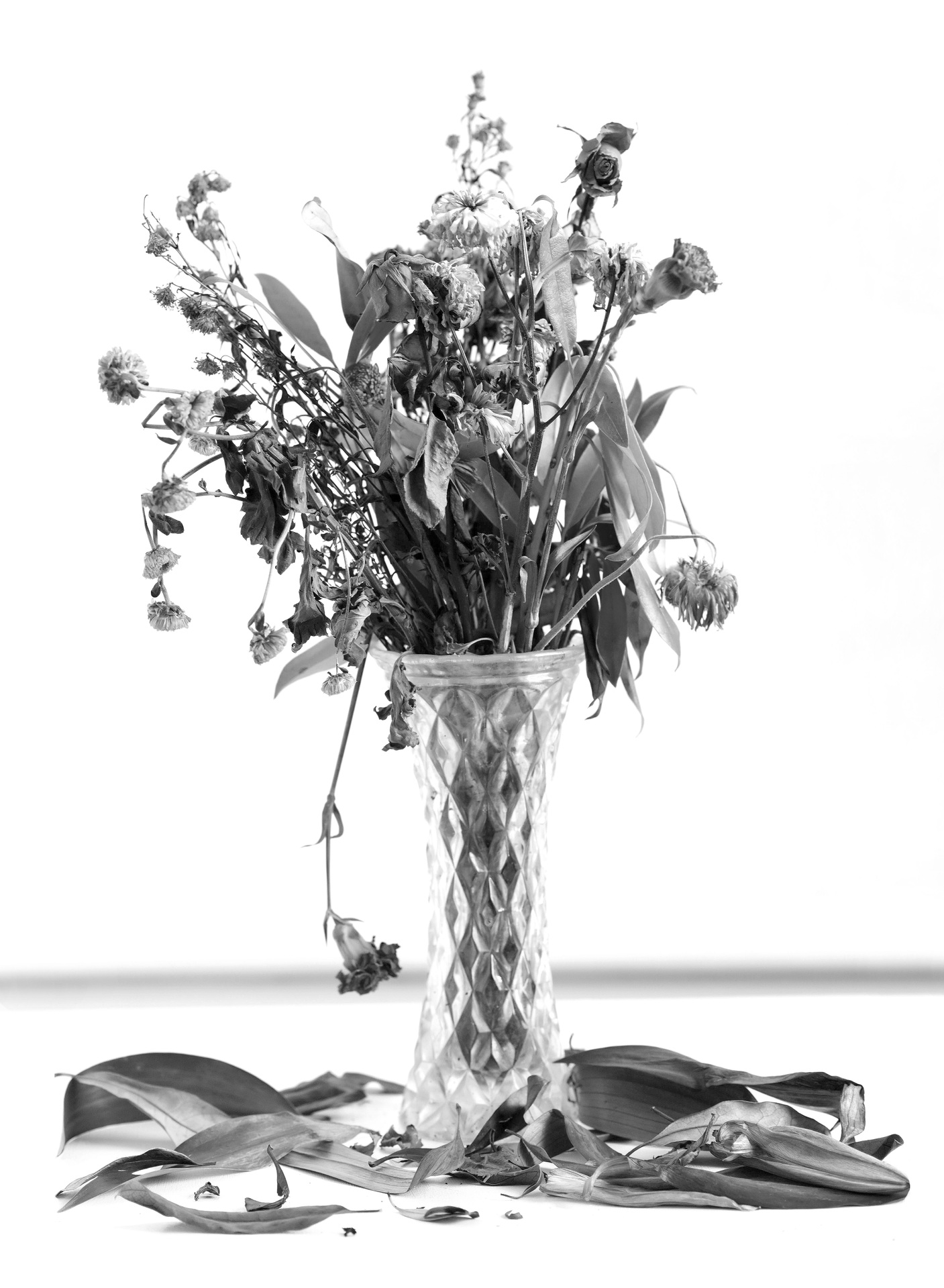 Daniela Fleckenstein