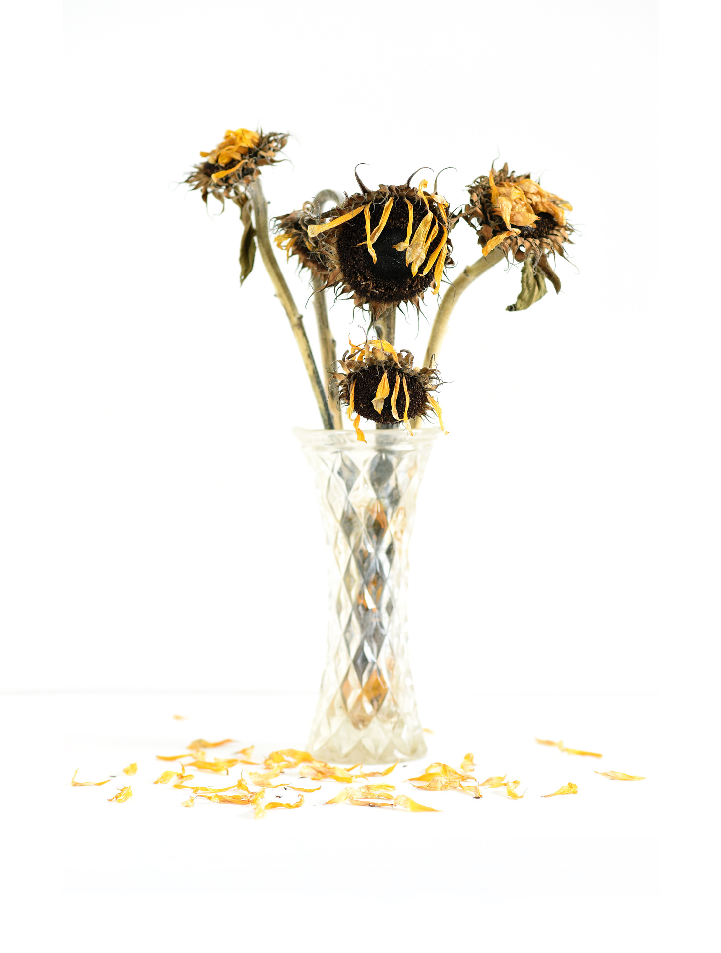 Daniela Fleckenstein