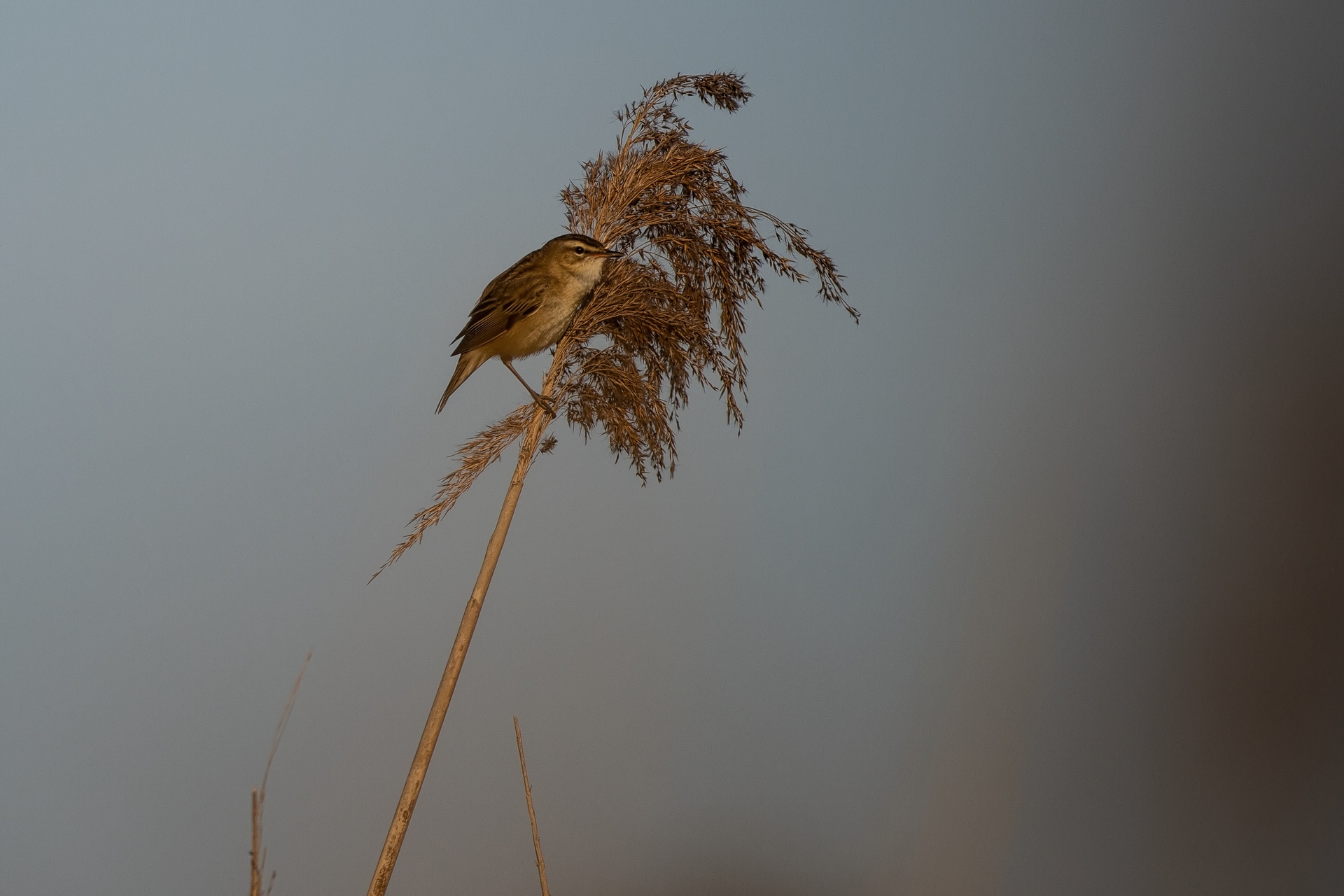 Birds